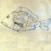Dotty Fish--wire Drawing Sculpture Art - Etsy