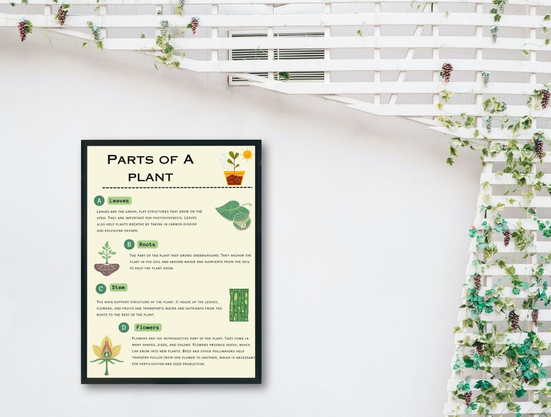 Educational Parts of a Plant Digital Poster - Botanical Print With ...