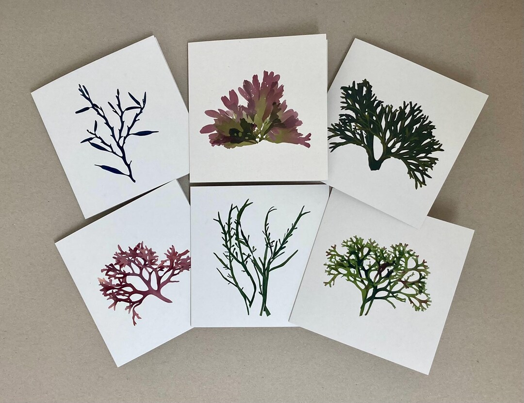 Cornish Seaweed Greetings Cards Set of 6 - Etsy UK