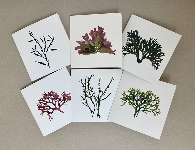 Cornish Seaweed Greetings Cards Set of 6 - Etsy UK