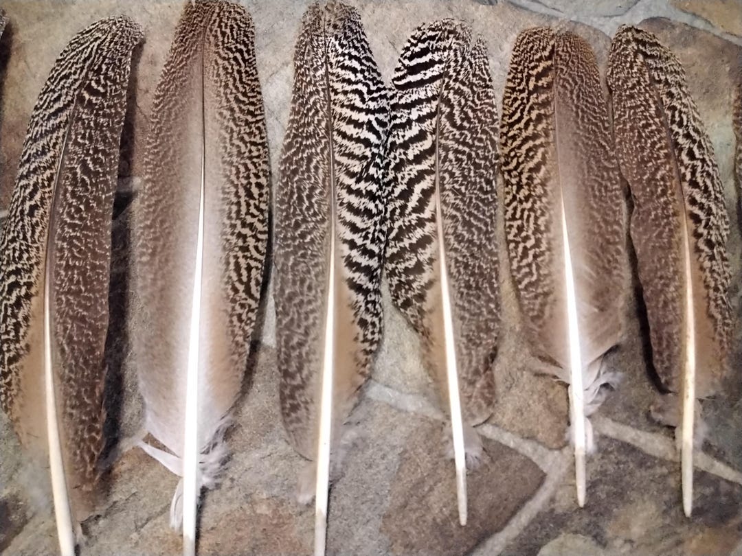 Peacock Feather for 3 Male Mottled Feathers From Mn. Farm Raised - Etsy