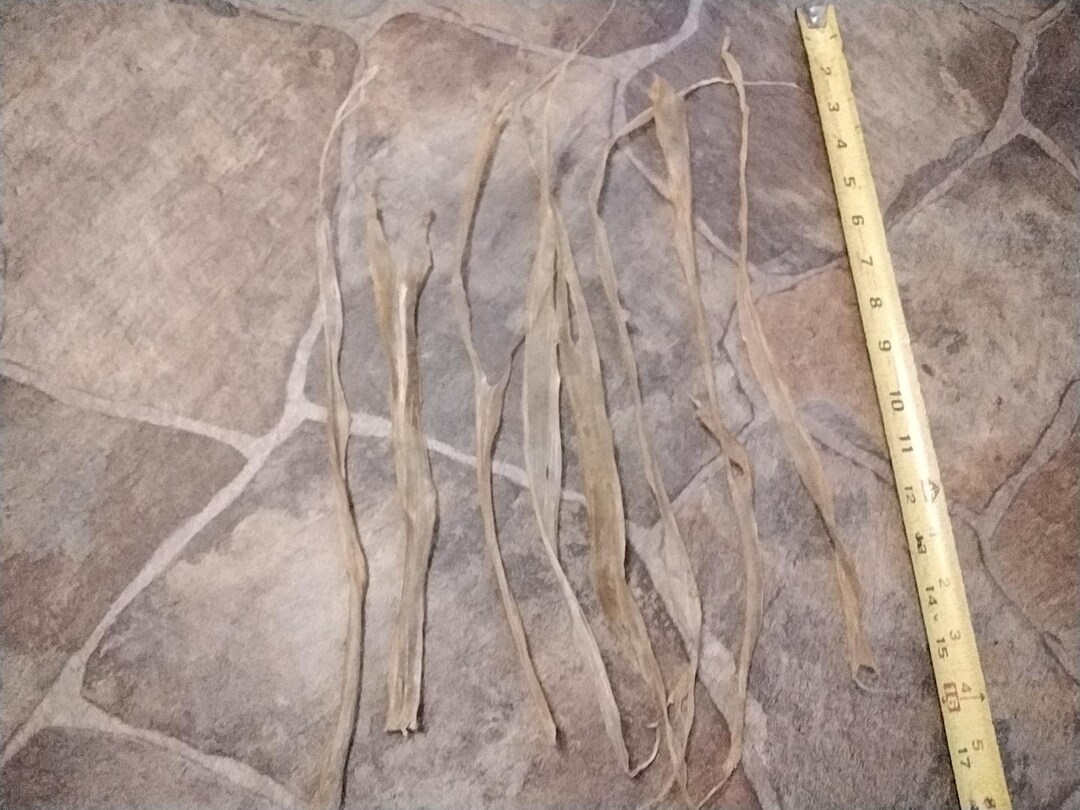 Deer Back Strap Sinew for 2 Natural Organic From Mn About 15