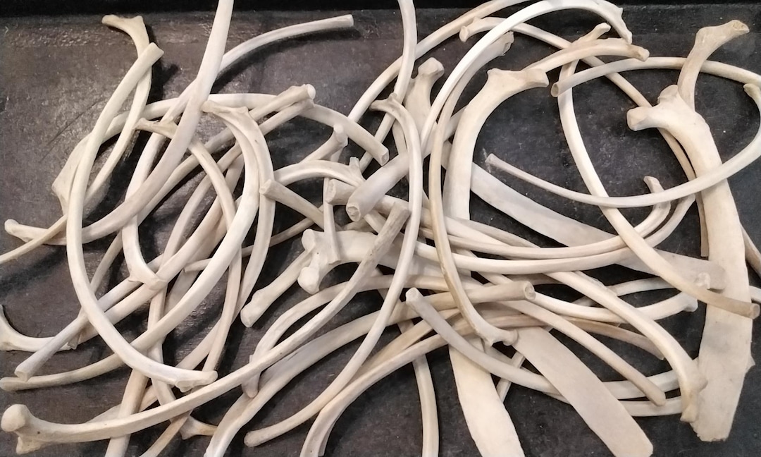 Coyote Rib Bones for 2 Lg From Mn. USA - Etsy