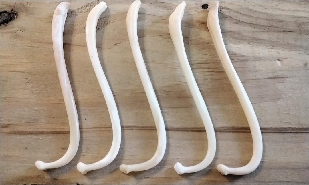 Coon Dick for 1 Super Huge Raccoon Baculum Penis Bone From USA - Etsy