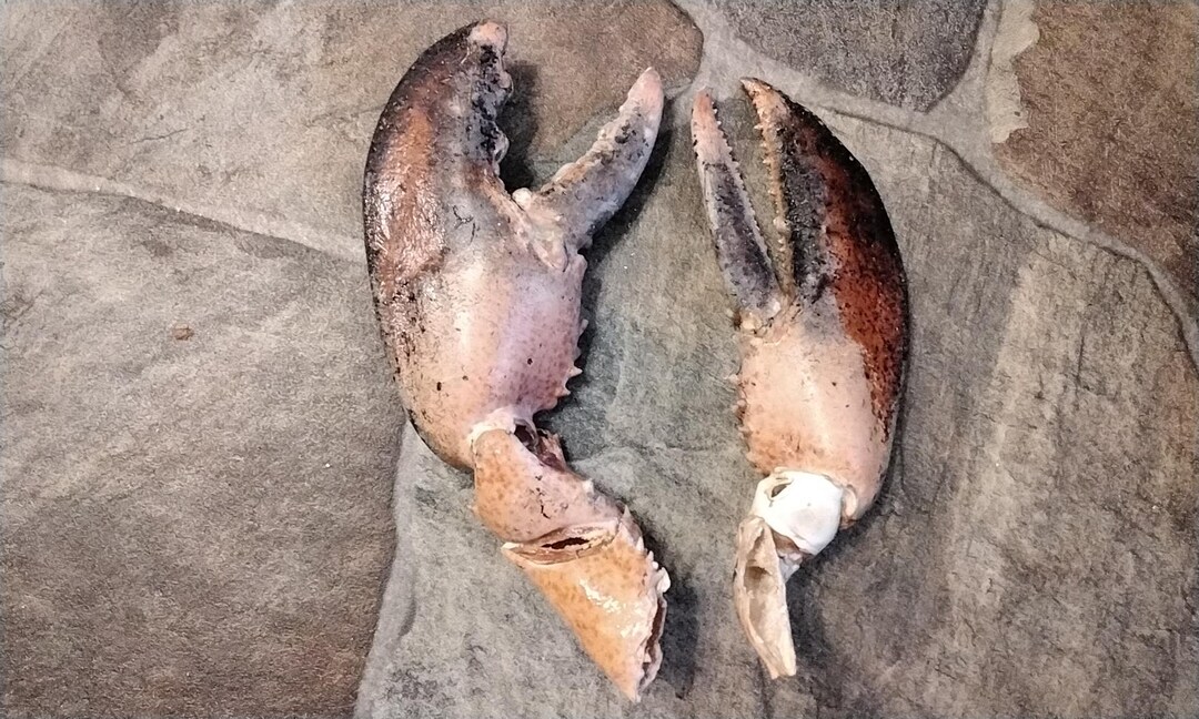 Lobster Claws for 1 Jumbo With Arm Piece Complete Set From Maine USA ...