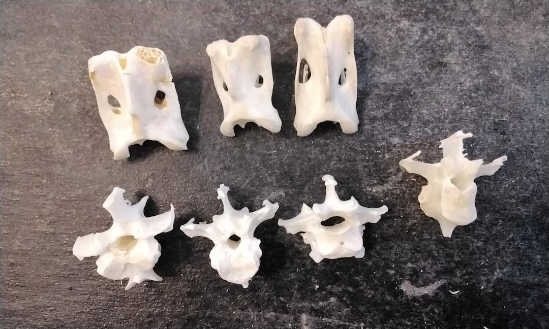 Duck Vertebrae Bones for 7 Pekin Duck Vertebrae Bones Domestic Farm ...