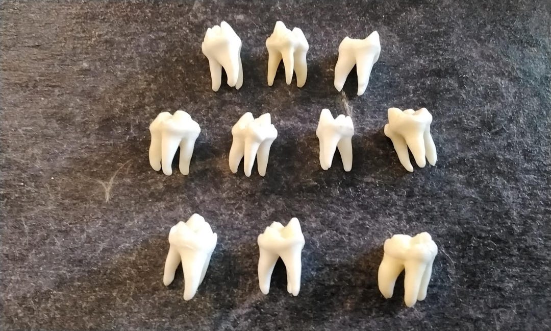 Raccoon Side Molar Tooth for 4 Long 3 Root - Etsy