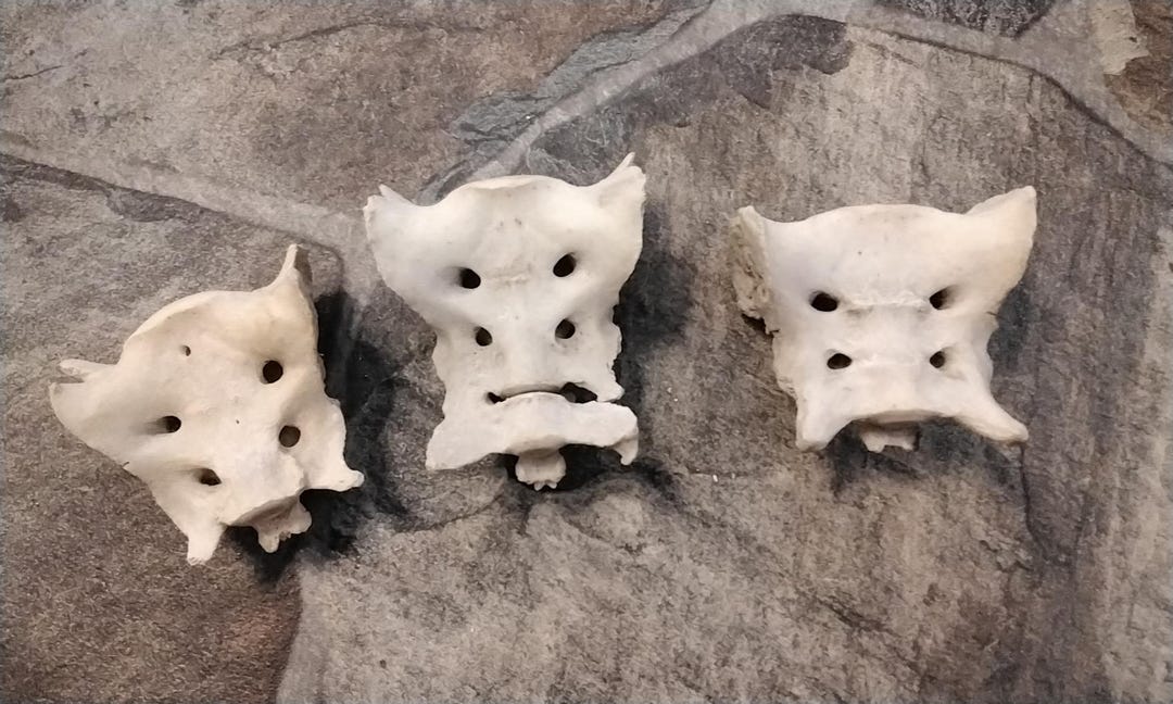 Deer Tail Vertebrae Sacrum Bone for 1 From Mn - Etsy