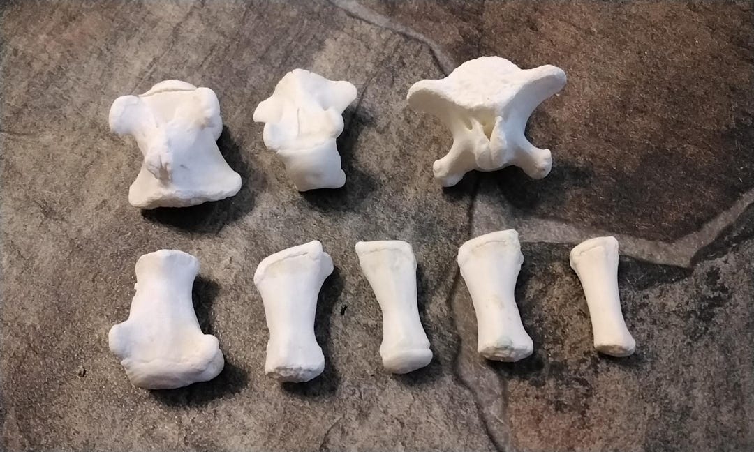 Bison Buffalo Tail Bones for 8 From Mn. - Etsy