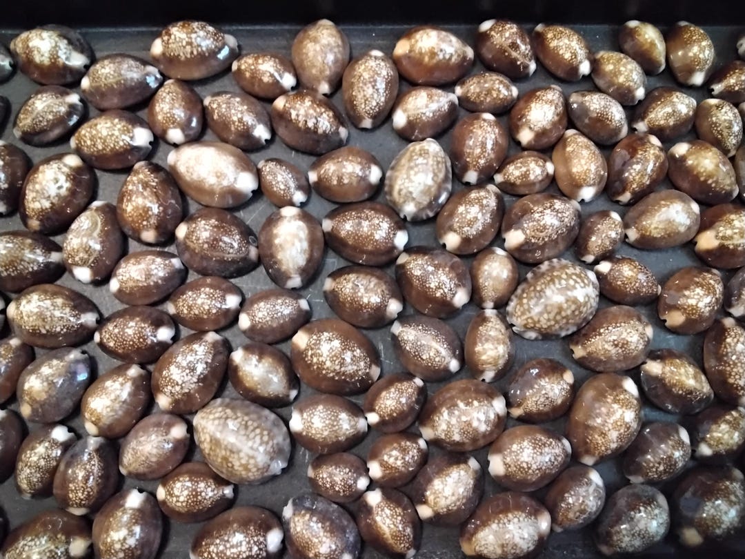 Cowrie Sea Shells for 16 Brown Snake Head Cowrie Sea Shells 1" - 1 1/8 ...