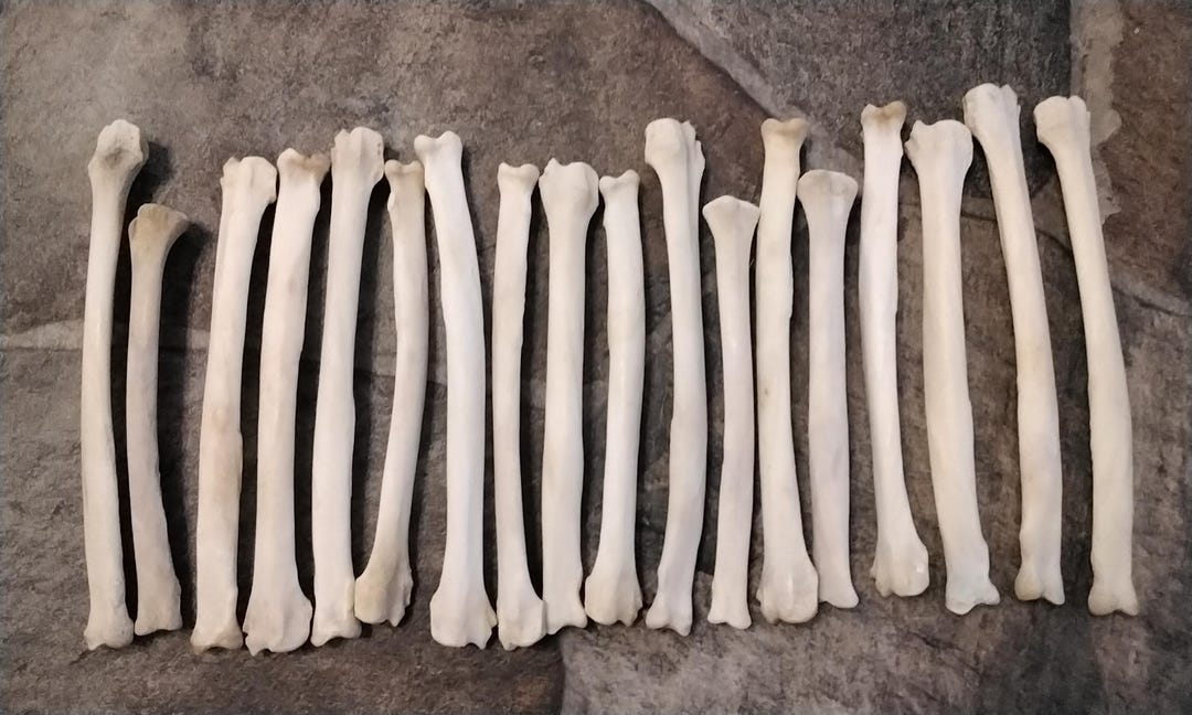 Coyote Leg Bone for 3 Flat Leg Bones From USA - Etsy