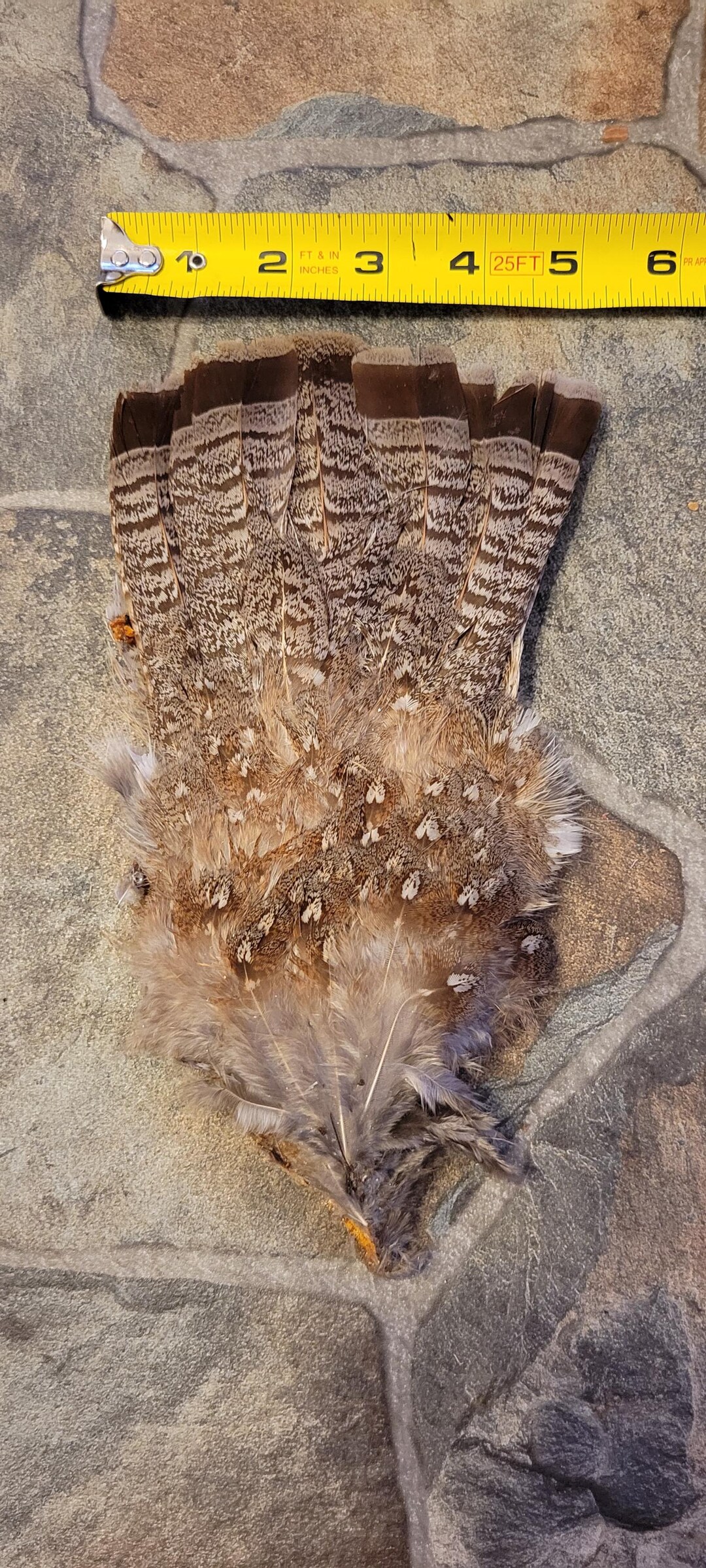 Grouse Feather Tail for 1 Ruffed Grouse Tail # 3 About 8 1/2" Long by 5 ...