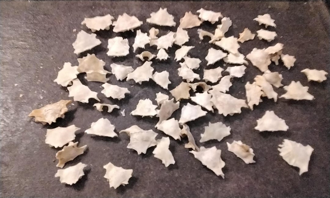 Rattlesnake Skull Bones for 12 Looks Like Mini Bison Buffalo Skulls #2 ...