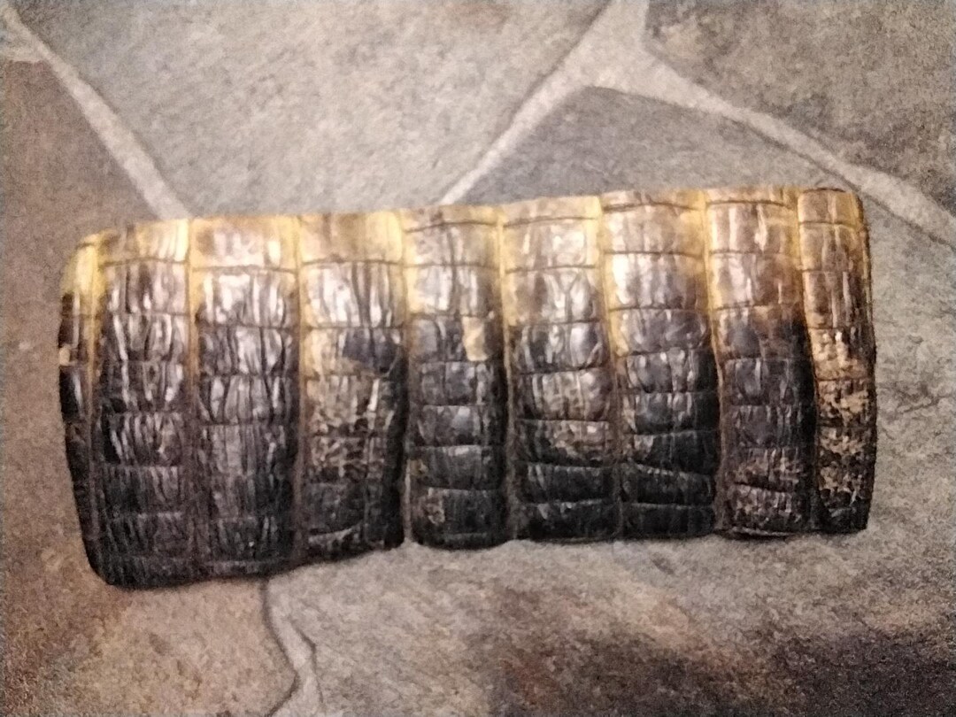 Alligator Leather Hide Piece Natural About 9" X 3 1/2" From Fla. - Etsy