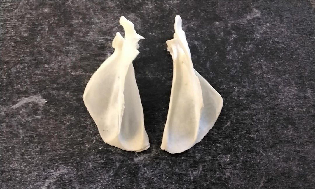 Muskrat Shoulder Blade Bones for 2 Large - Etsy