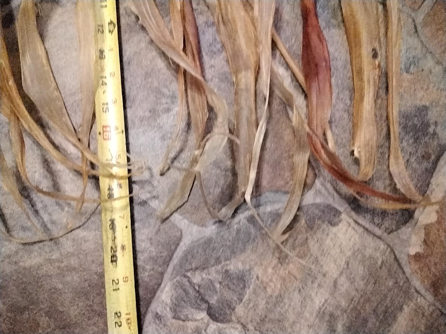 Deer Back Strap Sinew for 1 Natural Organic From Mn. USA 18" - 20" Long ...