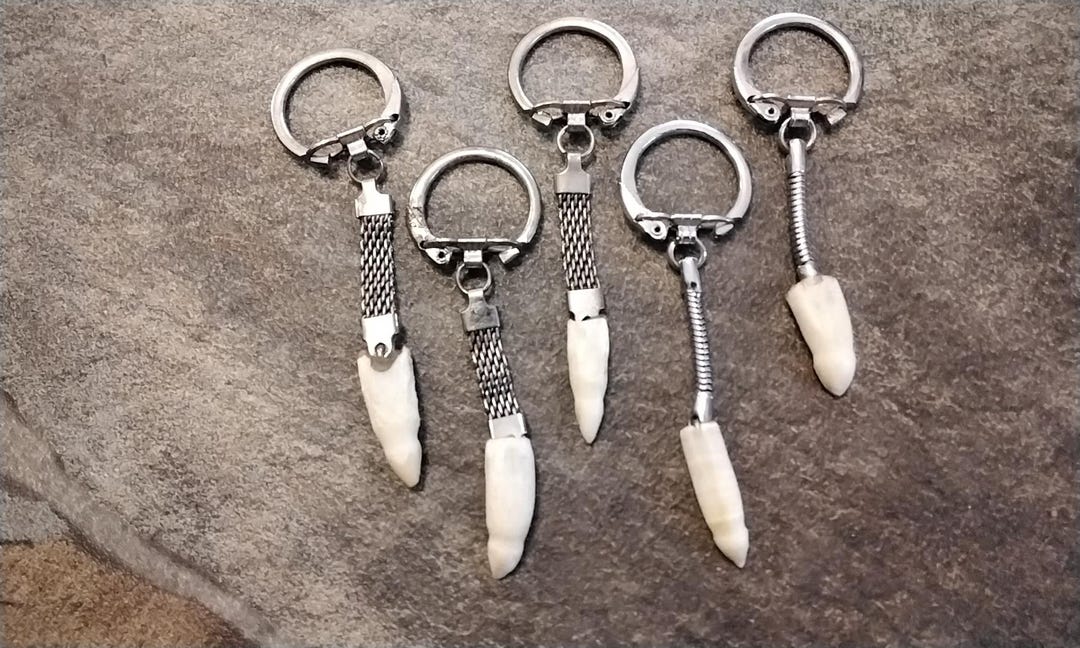 Alligator Tooth Keychain for 1 From Fla. - Etsy