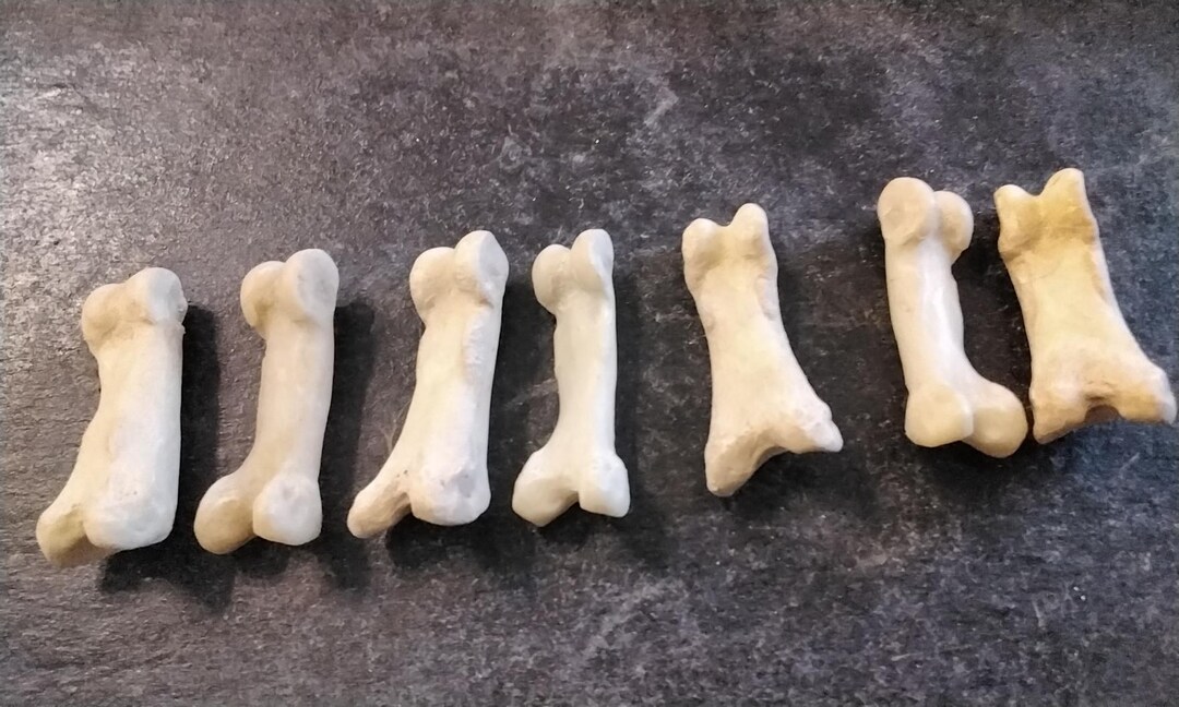 Coyote Toe Knuckle Bones Drilled for 7 Jumbo Fat Size - Etsy