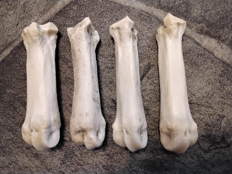 Pig Foot Bones for 4 Huge Pig Foot Bones About 2 3/4" X 1/2" - 3/4 ...
