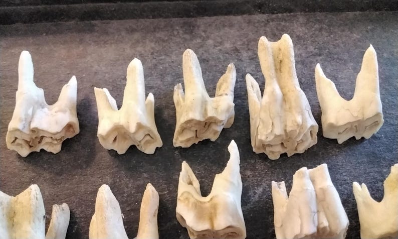 Bison Buffalo Tooth for 2 Bison Molar Teeth From Mn. USA Natural ...