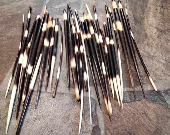 Porcupine Quills for 6 Natural African Porcupine Quills Measure About 4 ...