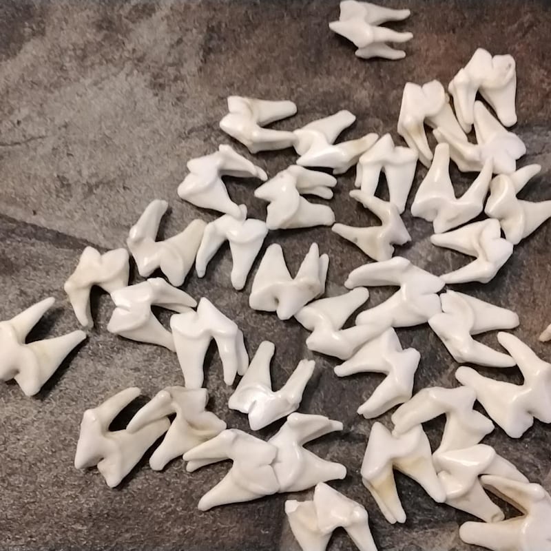 Animal Teeth - Etsy