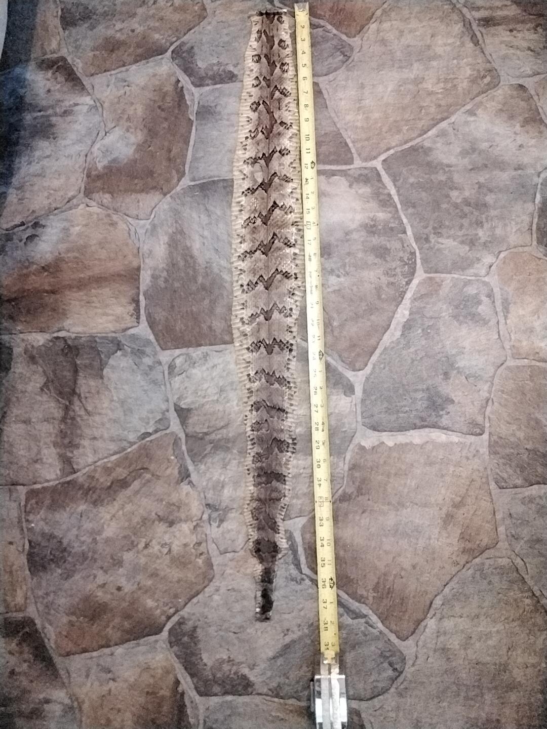 Rattlesnake Skin Canebreak Rattlesnake Glycerin Tanned 38" X 4 1/2" - Etsy