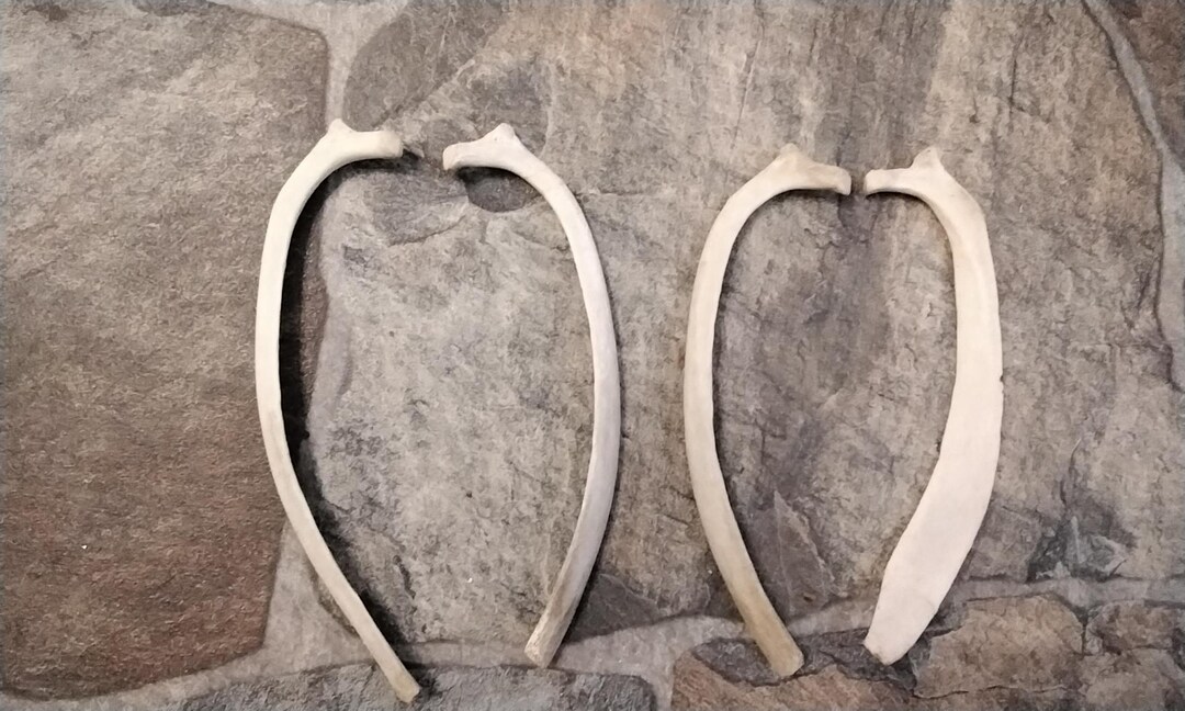 Deer Rib Bone for 2 From Fla. - Etsy