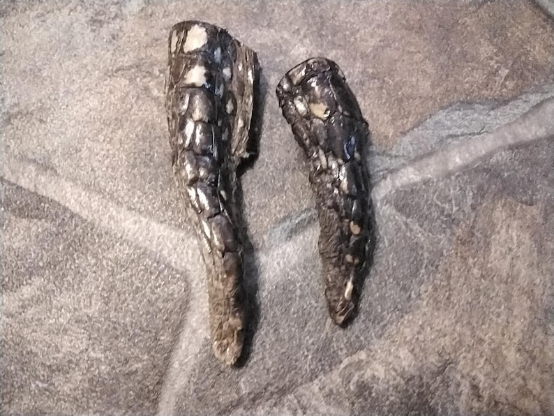 Alligator Toe for 2 About 2 1/2 " - 3 1/4" Long - Etsy