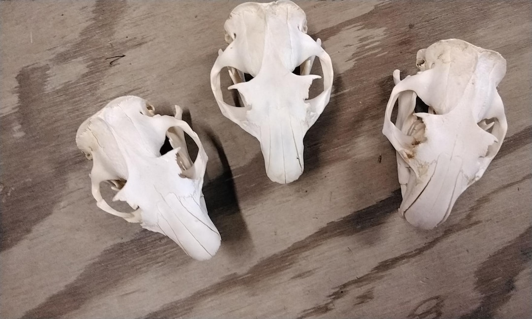 Groundhog Skull Woodchuck Skull From Mn. USA - Etsy