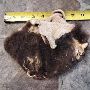 Bison Buffalo Balls Scrotum Huge Hairy Balls Super Soft Tanned #2 From ...