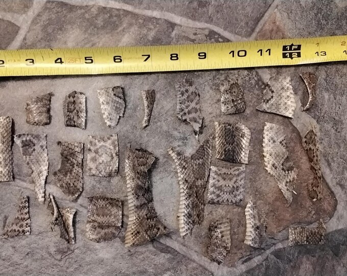 Diamondback Rattlesnake Skin Pieces for 12 - Etsy
