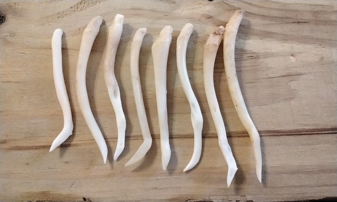Coon Dick Raccoon Baculum Penis Bone Toothpick Broken and Healed for 1 From USA BA - Etsy