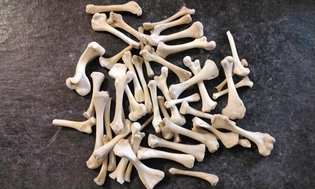 Lizard Leg Bone for 10 Lizard Ulna Bones - Etsy