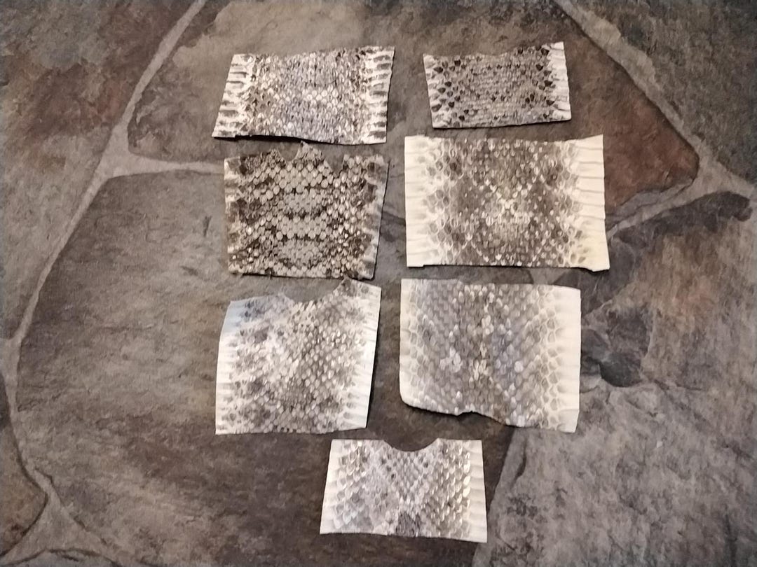 Diamondback Rattlesnake Skin Piece's for 7 Soft Tanned About 3 1/4" - 4 ...