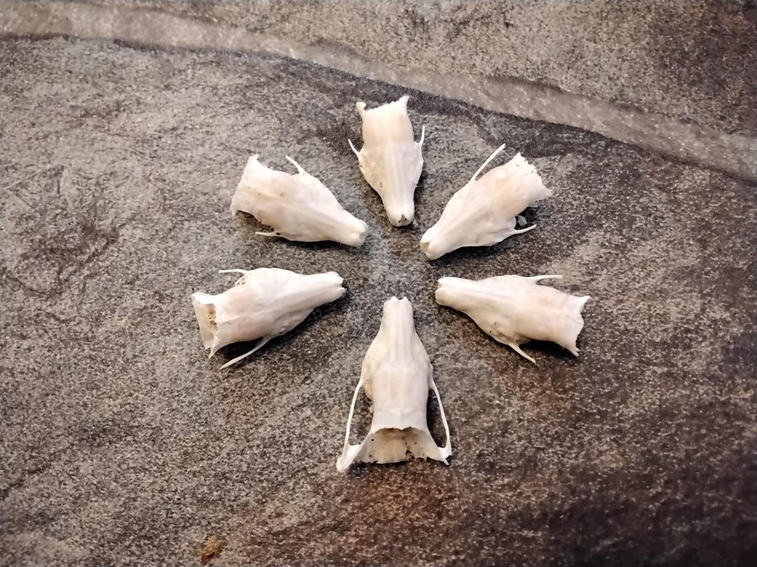 Mole Skull Nose for 1 Mole Upper Skull Nose From Mn - Etsy