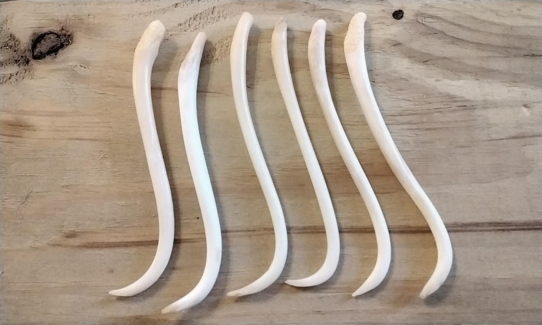 Coon Dick Toothpick for 1 Raccoon Baculum Penis Bone Toothpick From USA - Etsy