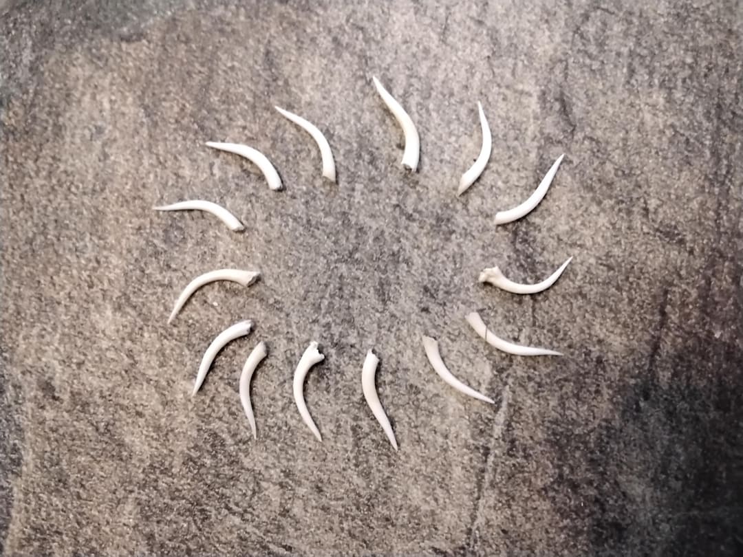 Rattlesnake Fang for 1 Extra Large About 1/2" Long - Etsy