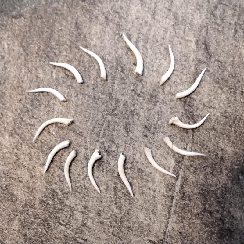 Snake Fangs - Etsy