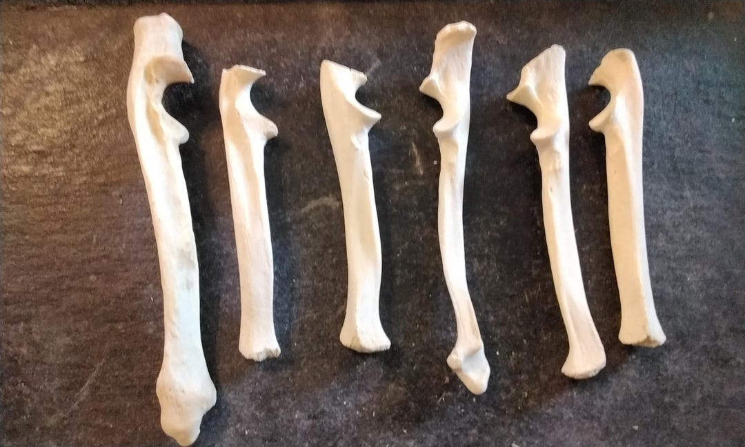 Raccoon Shoulder Leg Bone for 3 From Mn. USA Looks Like Laughing Face ...