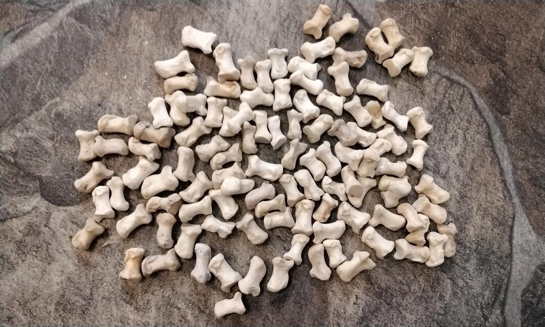 Deer Dew Claw Knuckle Bones for 8 From Mn. - Etsy