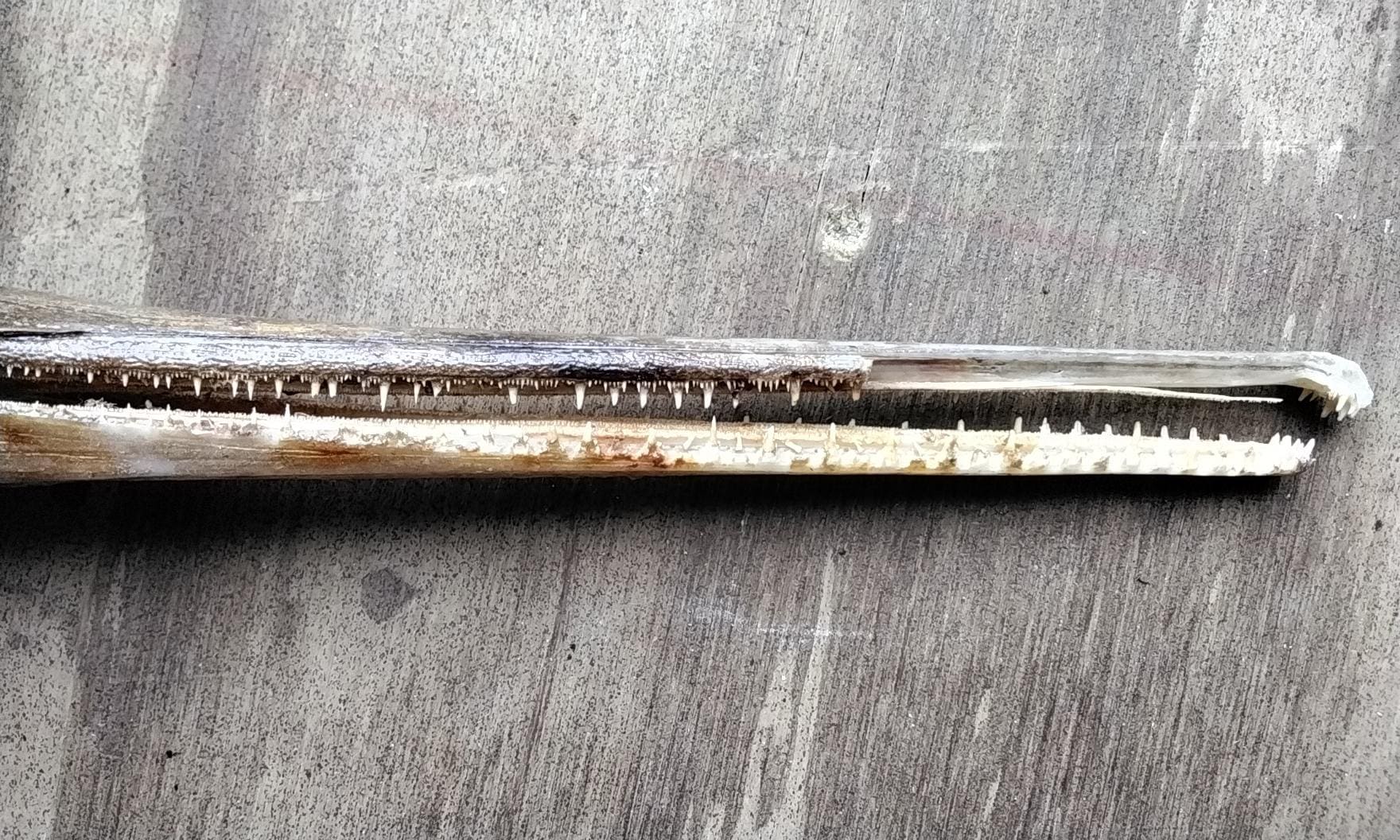 Gar Fish Head Open Mouth Lg Gar Fish Head With Teeth Long Nose Gar Fish ...