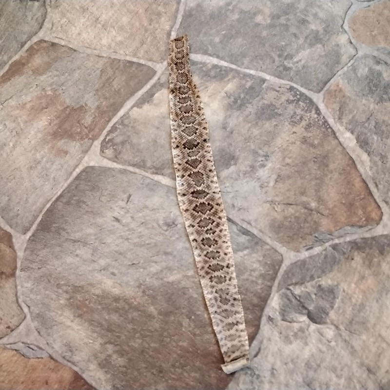 Rattlesnake Skin - Etsy