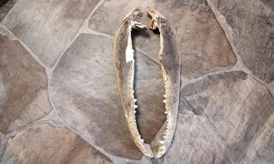 Alligator Jaw Set With Teeth From Fla. About 12 1/2" X 2" - Etsy