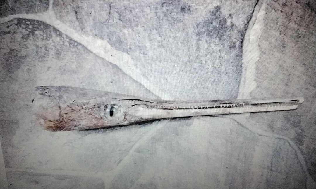 Gar Fish Head Open Mouth Lg Gar Fish Head With Teeth L9ng Nose Gar Fish ...