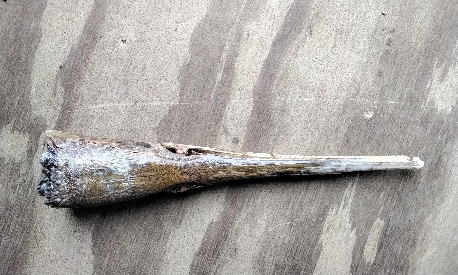 Gar Fish Head Open Mouth Lg Gar Fish Head With Teeth Long Nose Gar Fish ...