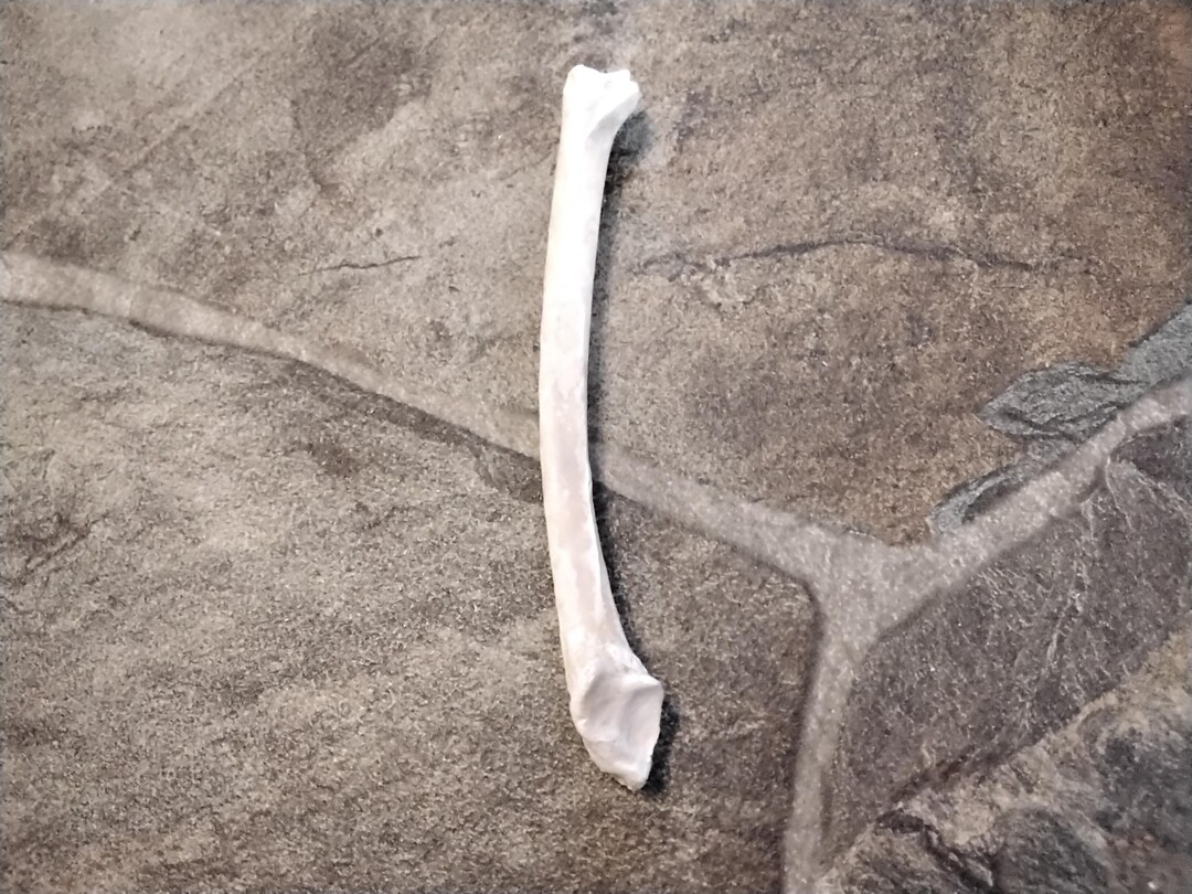 Peacock Wing Bone for 1 Thick Peacock Wing Bone From Mn. - Etsy