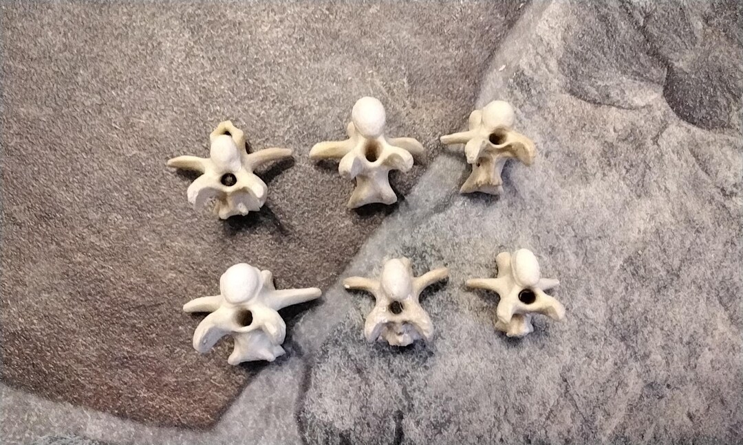 Turtle Neck Vertebrae Bone for 6 Common Snapping Turtle - Etsy