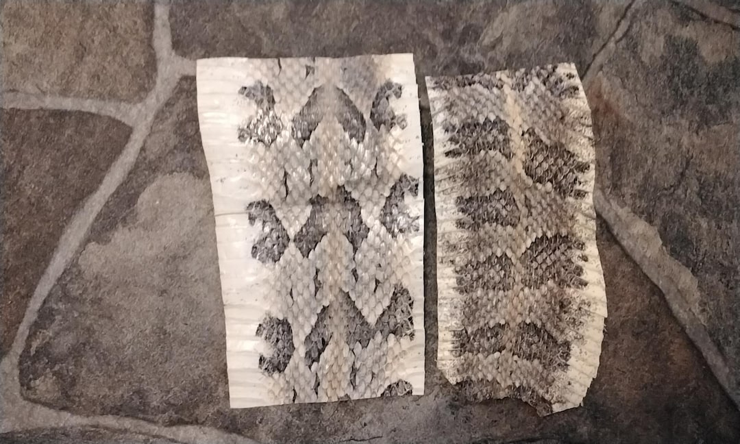 Rattlesnake Skin Piece's Canebreak Timber Rattlesnake Skin Piece's for ...