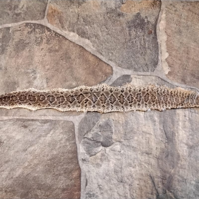 Rattlesnake Skin - Etsy